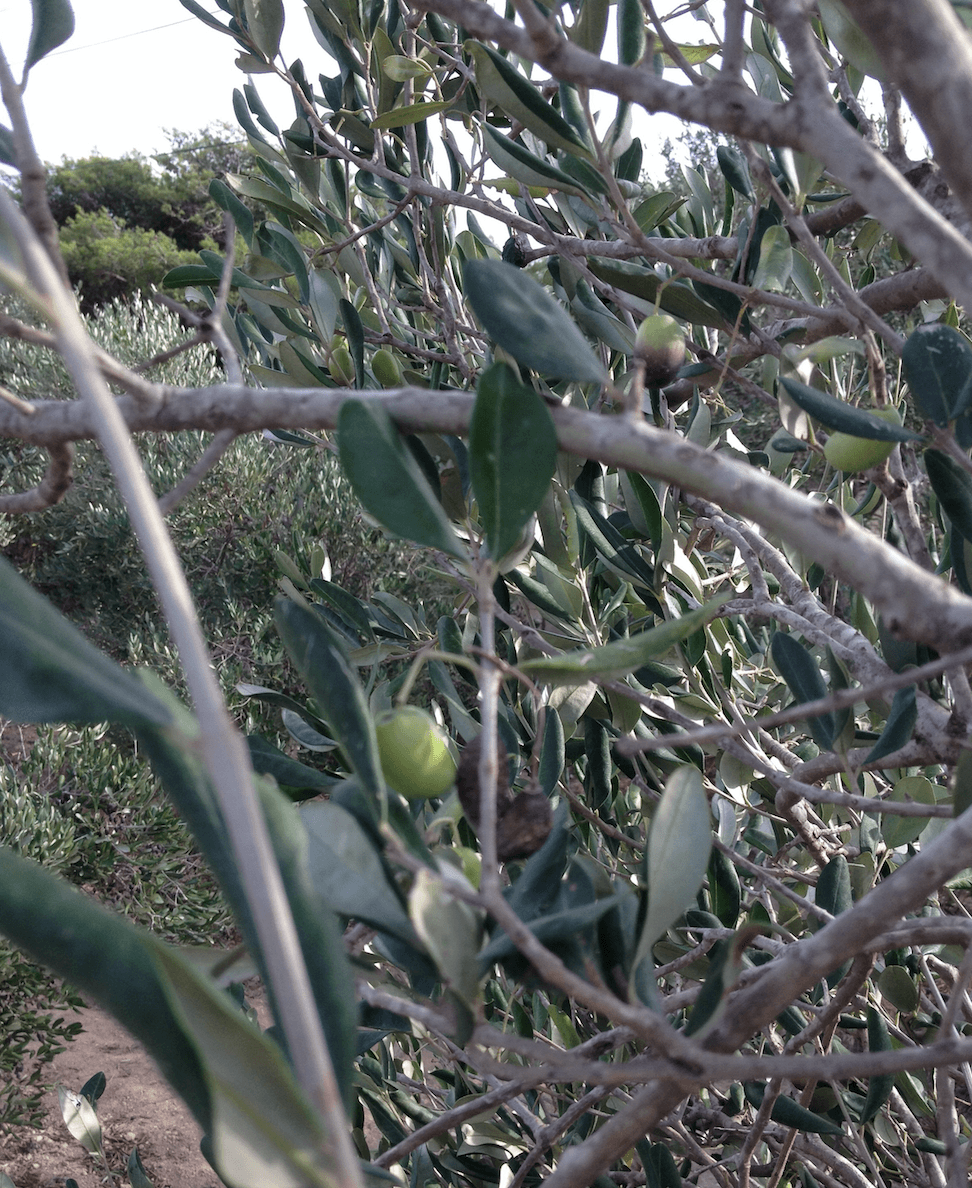 Olive Trees in Malta | Olive Oil Malta - Where is Malta